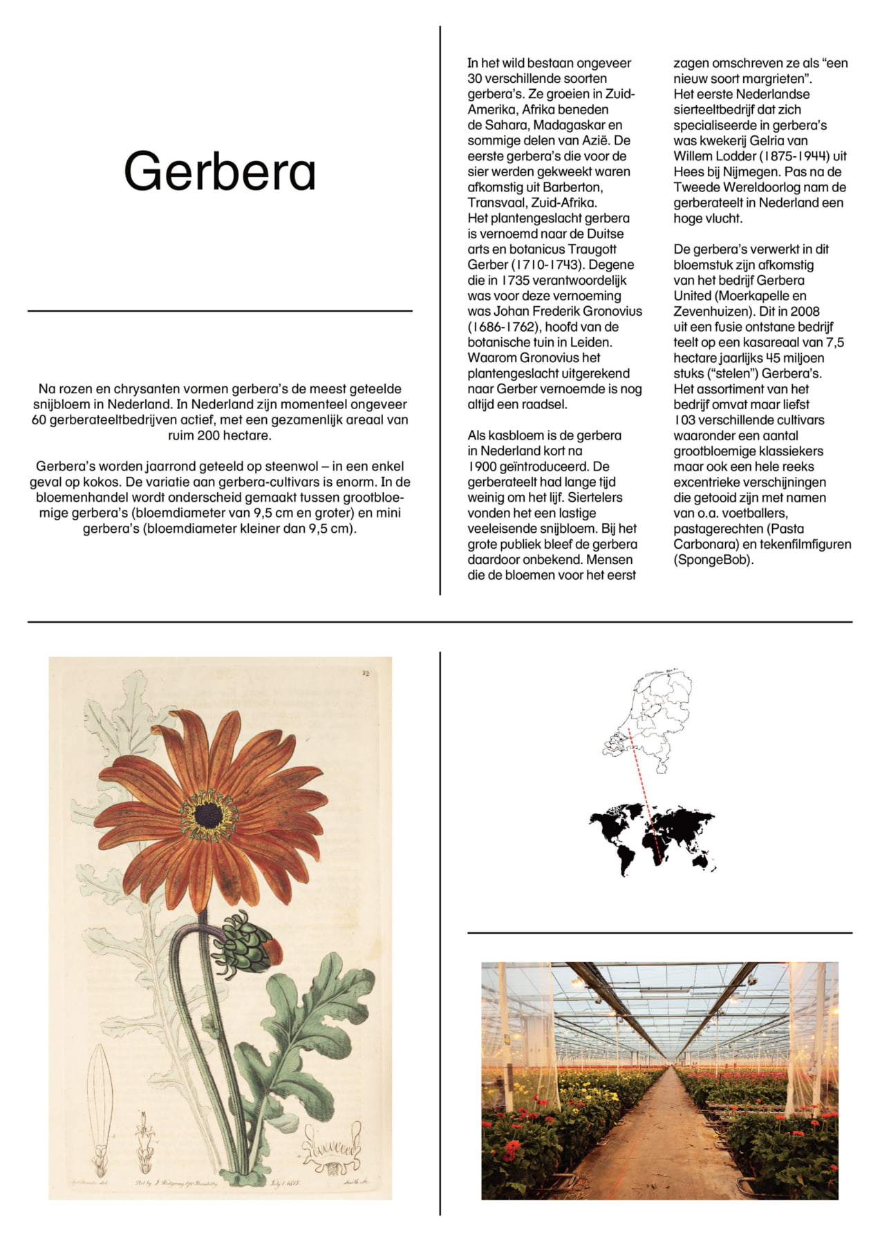 GLOBAL FLOWER | FRANK BRUGGEMAN